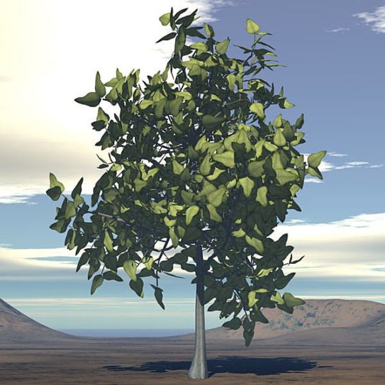 The astonishing science of what trees feel and how they communicate