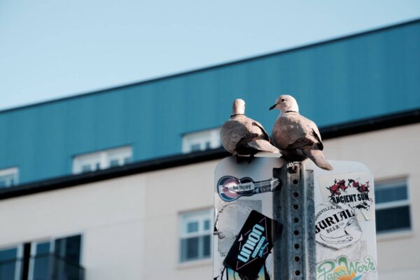 10 incredible spiritual meanings to two doves (pair of doves)