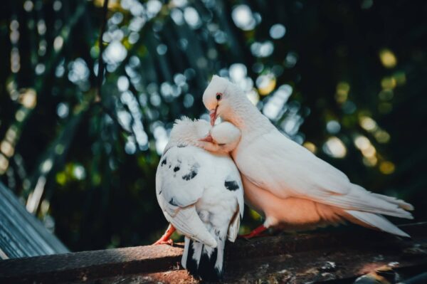 10 incredible spiritual meanings to two doves (pair of doves)